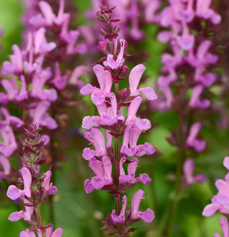 Salvia nemorosa 'Rose Marvel' (Sage)