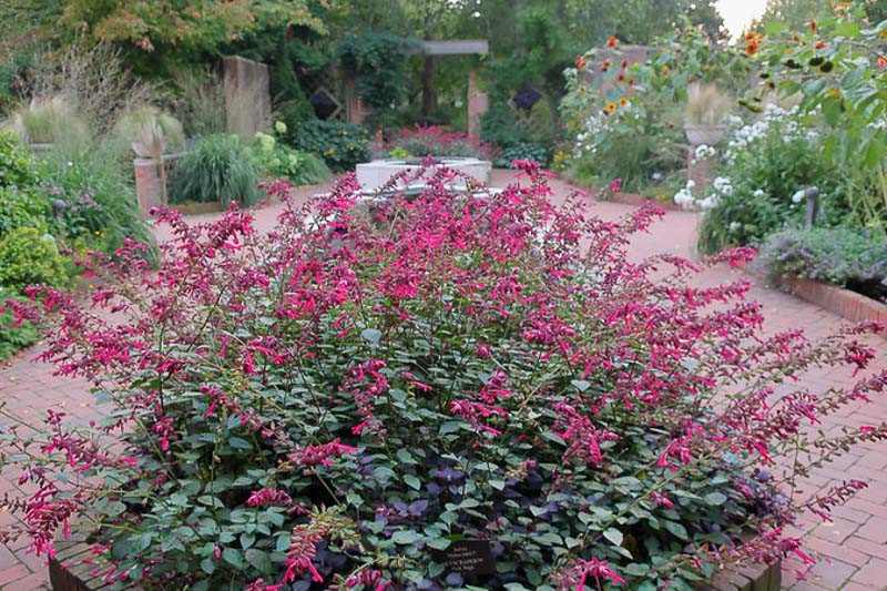 Pink Salvia Plant