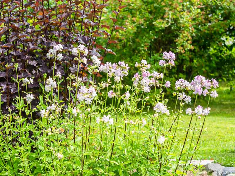 Saponaria officinalis 'Rosea Plena' (Soapwort)