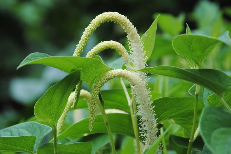 Saururus cernuus (Lizard Tail)