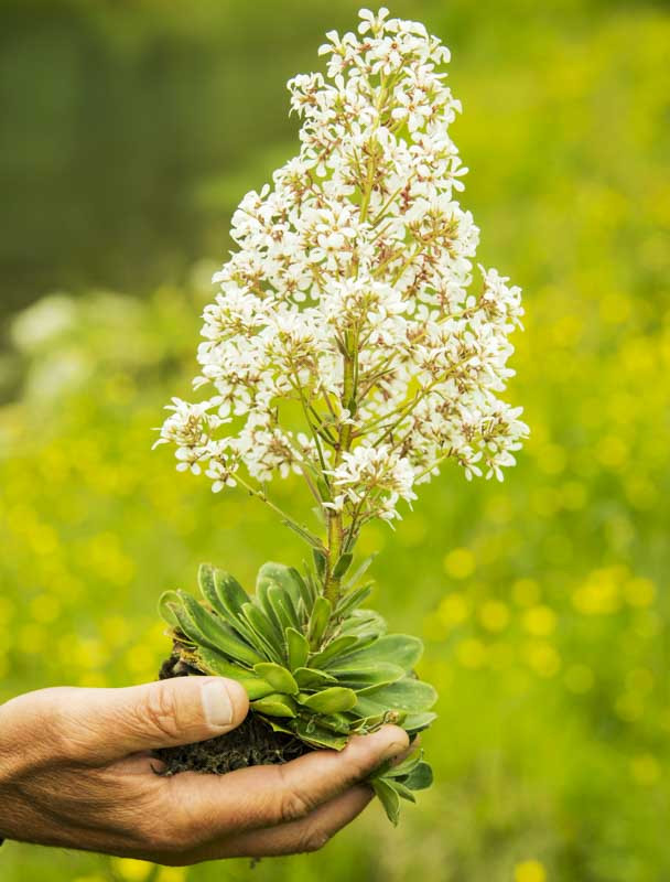 Saxifraga cotyledon (Pyramidal Saxifrage)