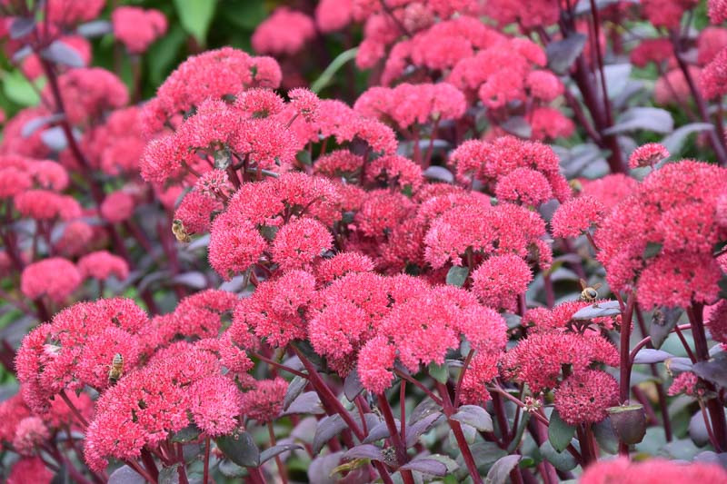 Sedum 'Red Cauli' (Stonecrop)