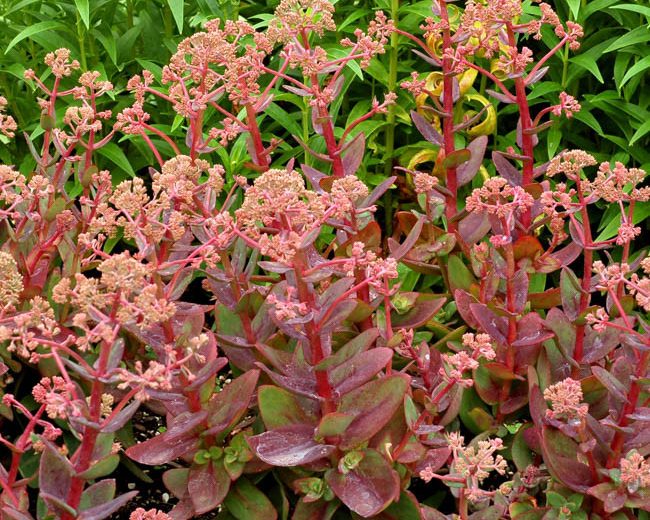 Sedum 'Touchdown Jade' (Stonecrop)