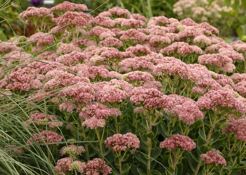 Sedum 'Autumn Fire' (Stonecrop)