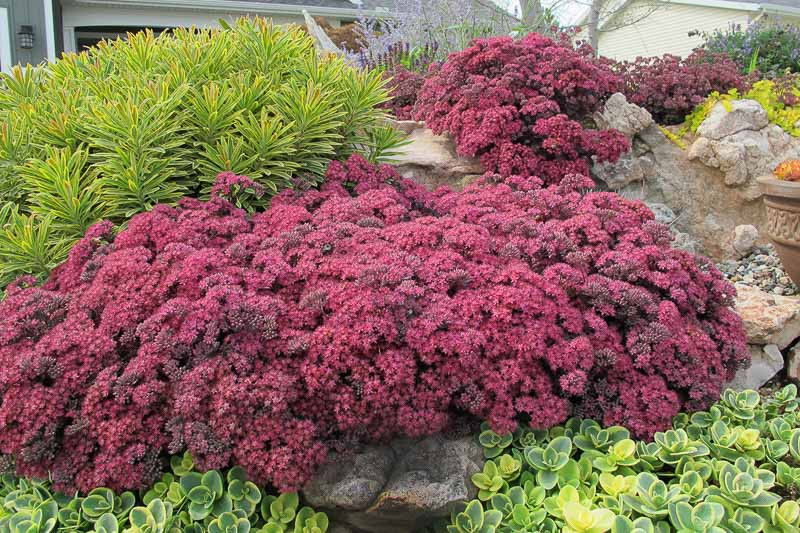 Sedum 'Dazzleberry' (SunSparkler Series)