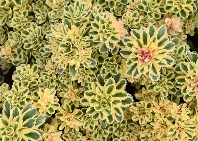 Sedum takesimense Atlantis (Takeshima Stonecrop)