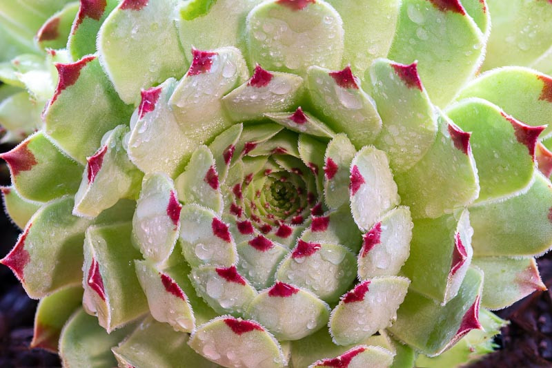 Sempervivum tectorum (Common Houseleek)