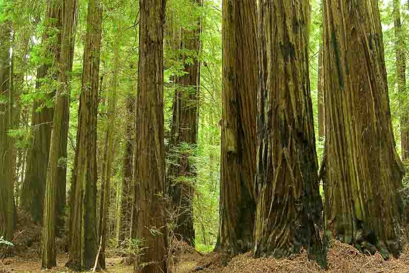 Sequoia sempervirens (Redwood)