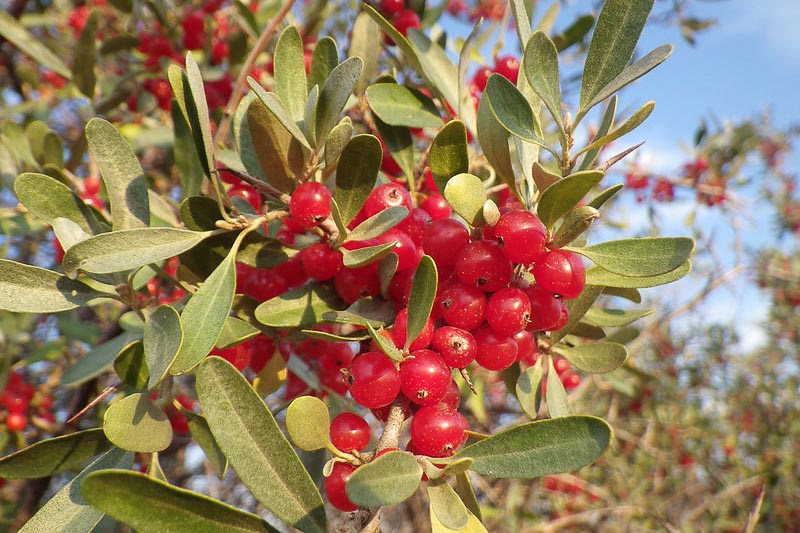 Shepherdia argentea (Silver Buffaloberry)