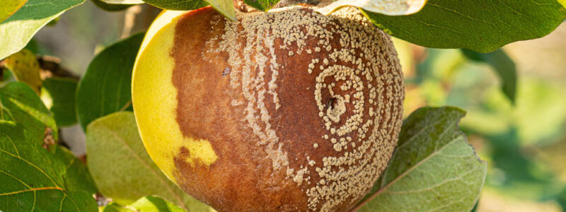 Defend Your Garden: Identify and Combat Plant Diseases