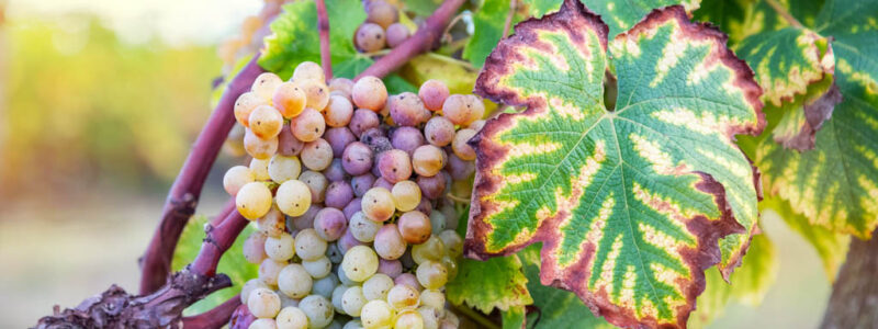 Solve Plant Problems: Tips for a Healthy, Thriving Garden