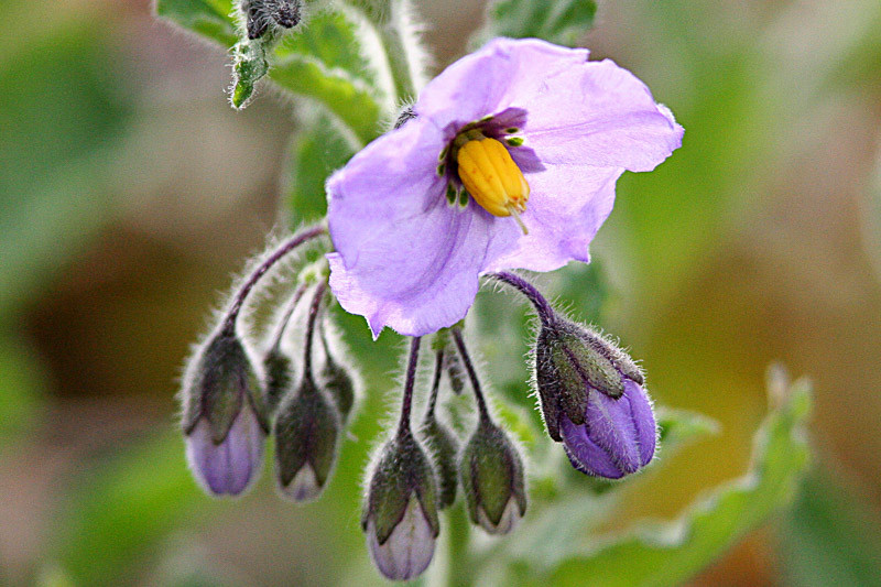 Nightshade Flower