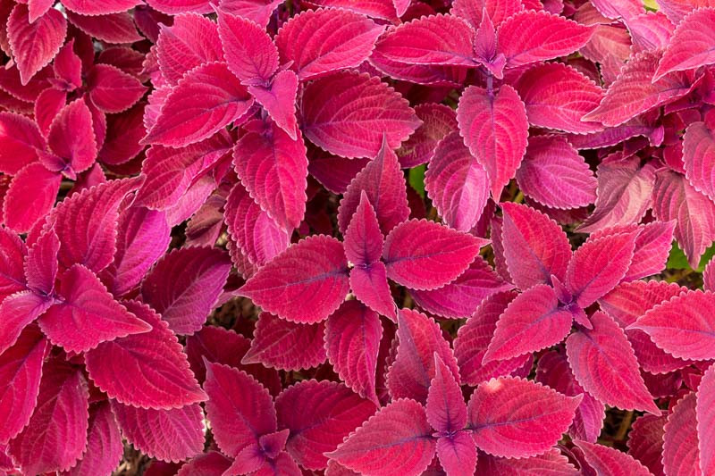 Solenostemon Redhead (Coleus)
