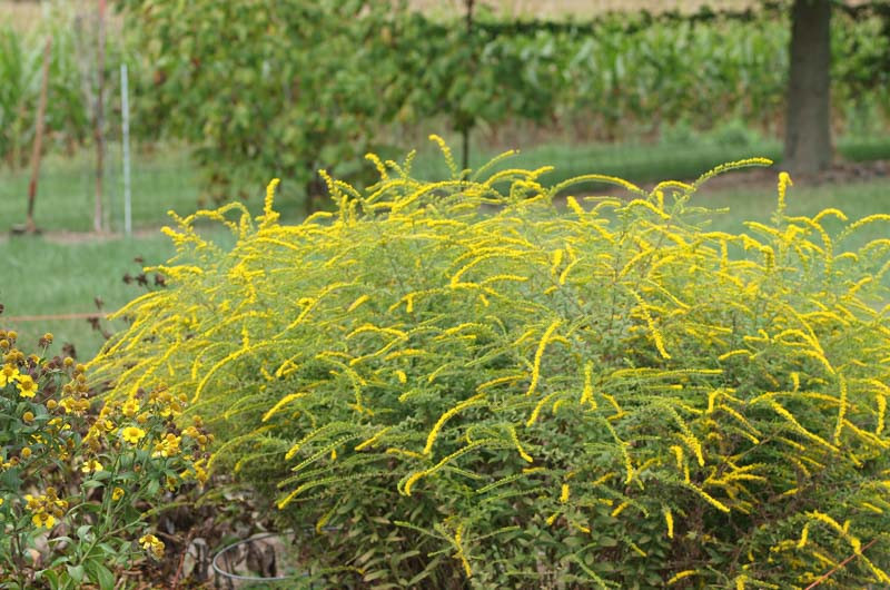 Solidago rugosa 'Fireworks' (Rough Goldenrod)