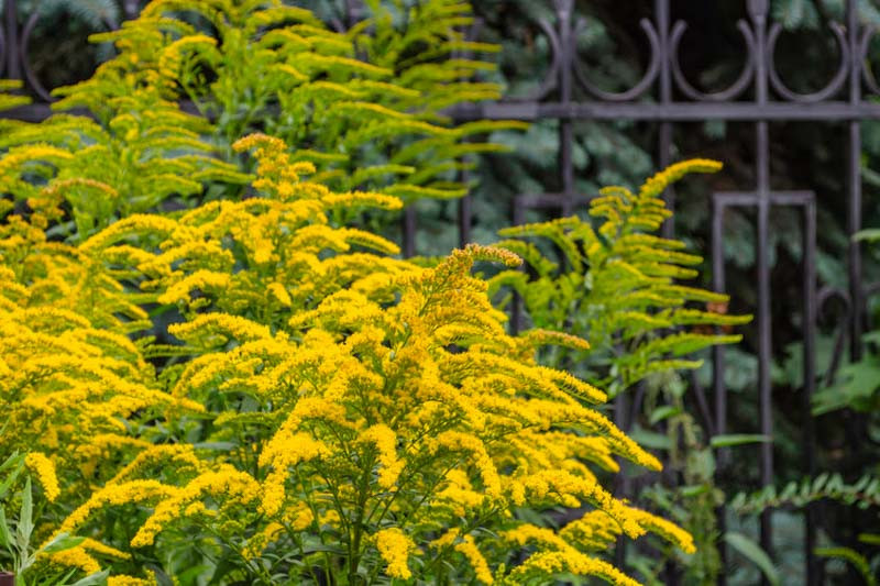 Solidago rugosa (Rough Goldenrod)