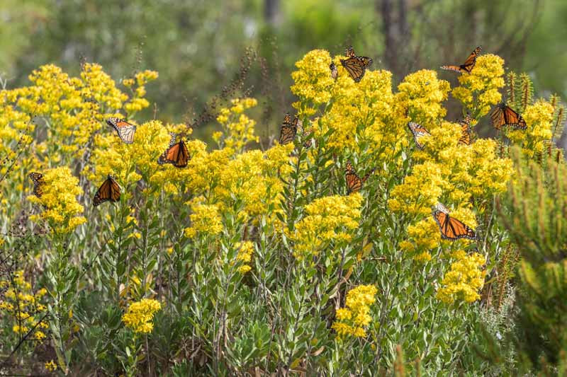 Solidago Erecta