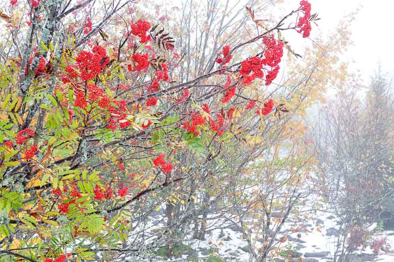 Sorbus americana (American Mountain Ash)