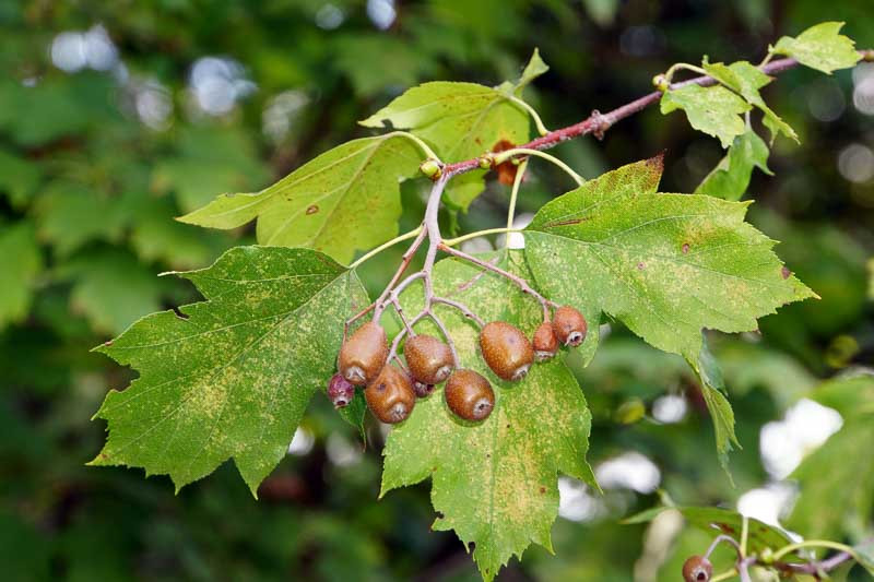 Sorbus torminalis (Wild Service Tree)