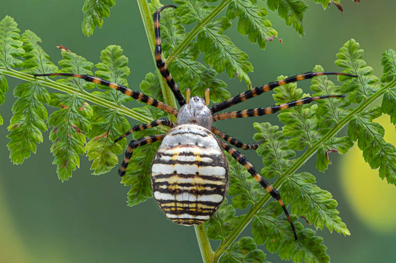 Spiders: Master Weavers of the Garden