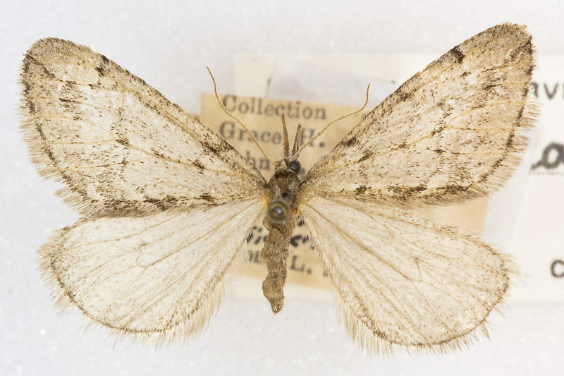 Spring Cankerworms - Prevention and Control