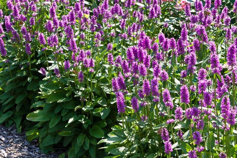 Stachys officinalis 'Hummelo' (Bettony)