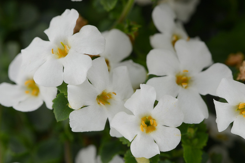Bacopa Hanging Basket