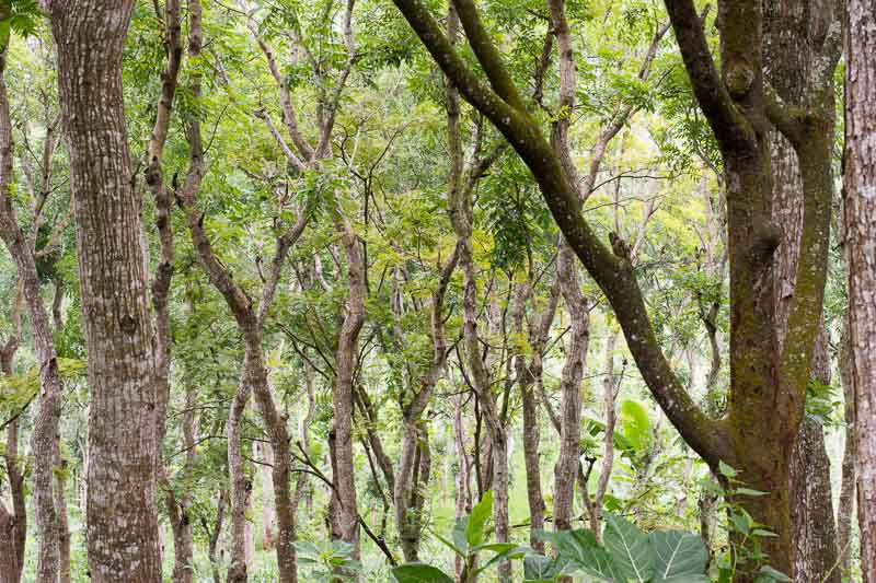 Indian Mahogany Tree