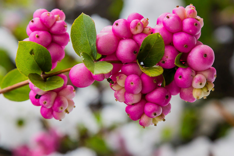 Symphoricarpos orbiculatus (Coralberry)