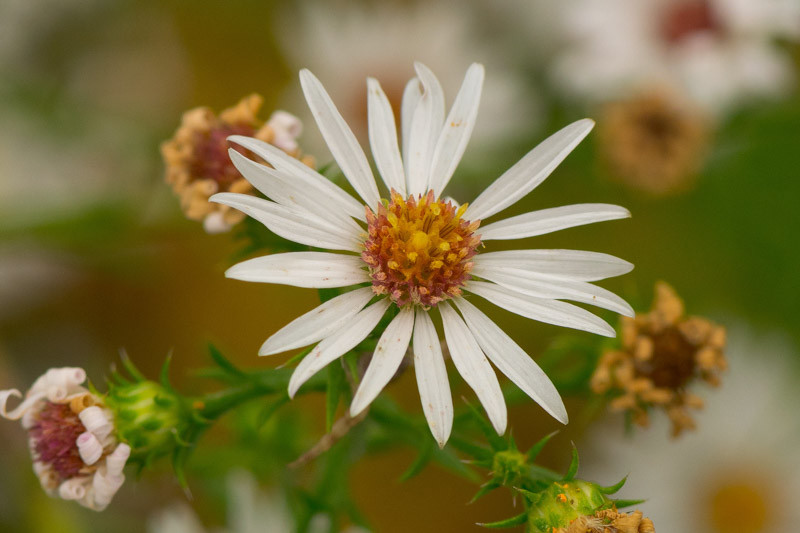 Asters Flower White