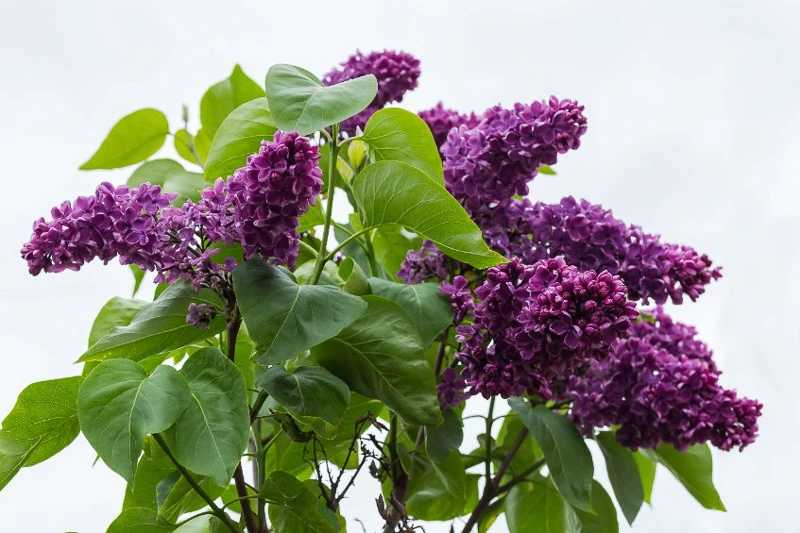 Syringa x hyacinthiflora 'Royal Purple' (Early Flowering Lilac)