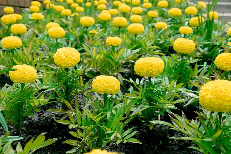 Tagetes erecta Big Duck Yellow F1 (African Marigold)