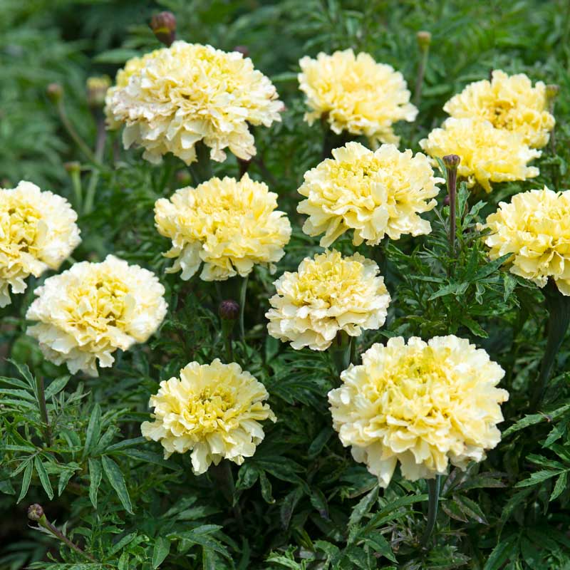 Tagetes erecta 'Sugar & Spice White' (African Marigold)