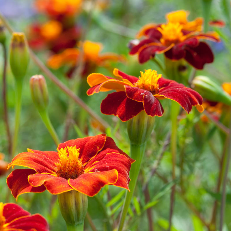 Tagetes patula 'Burning Embers' (French Marigold)