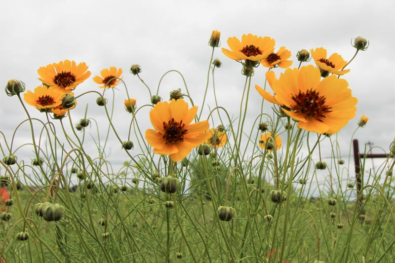 Thelesperma filifolium (Greenthread)