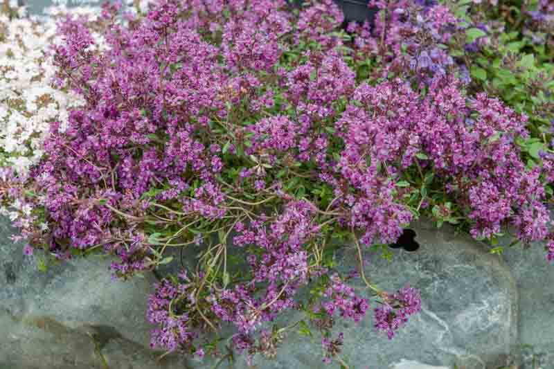 Red Creeping Thyme (Thymus Coccineus Group): Benefits, Uses