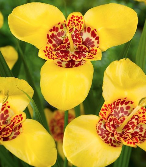 Tigridia pavonia 'Aurea' (Tiger Flower)