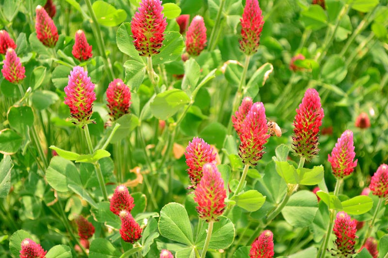 Clover Flower
