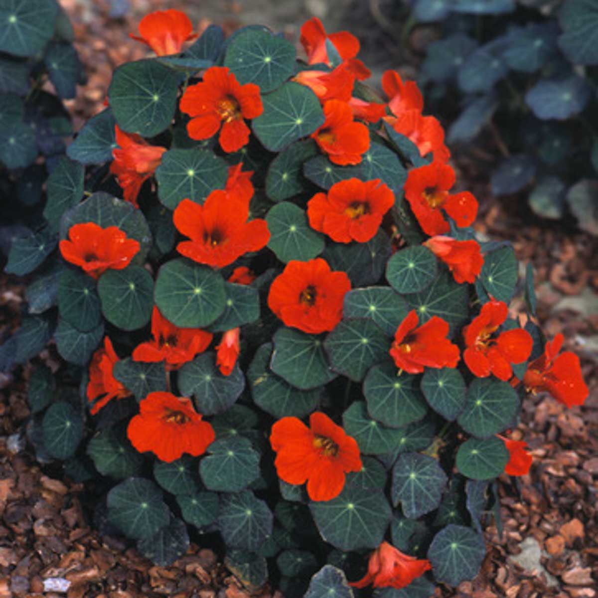 Tropaeolum majus 'Empress of India' (Nasturtium)