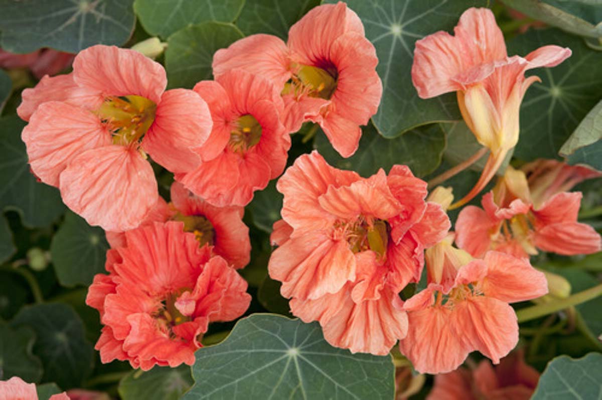 Tropaeolum majus 'Salmon Baby' (Nasturtium)