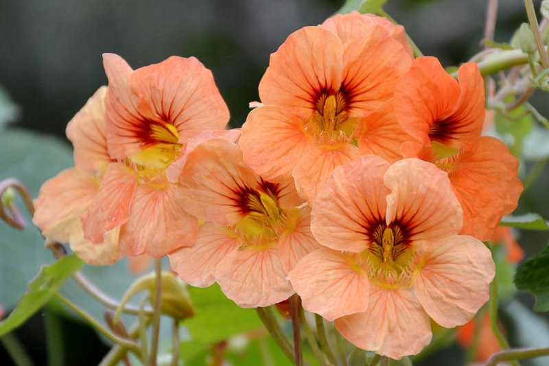 Tropaeolum Majus Tropaeolum Majus 'Spitfire' Flowers Stock Image