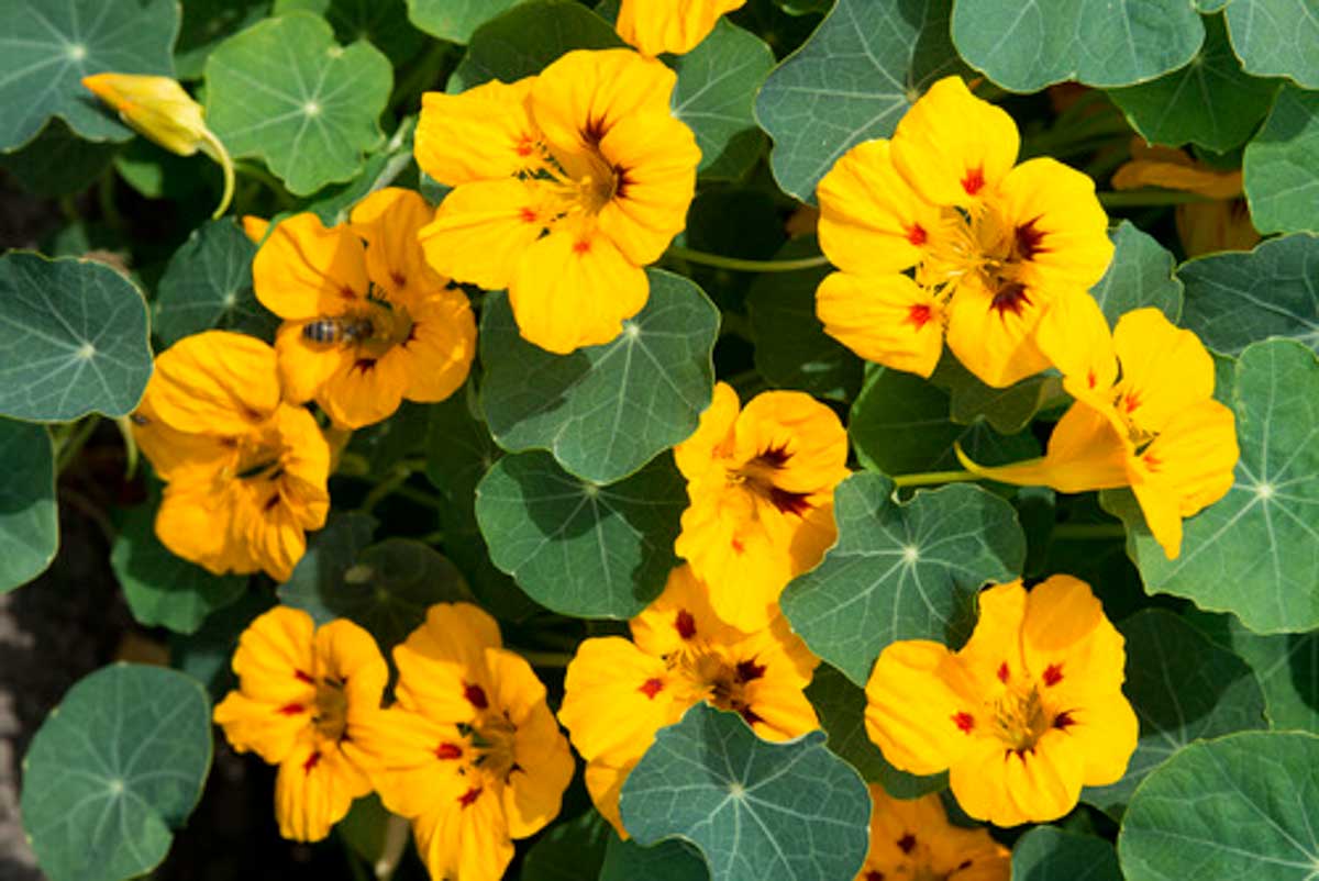 Tropaeolum minus 'Ladybird Gold' (Nasturtium)