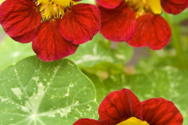 Tropaeolum minus 'Tip Top Alaska Red' (Nasturtium)