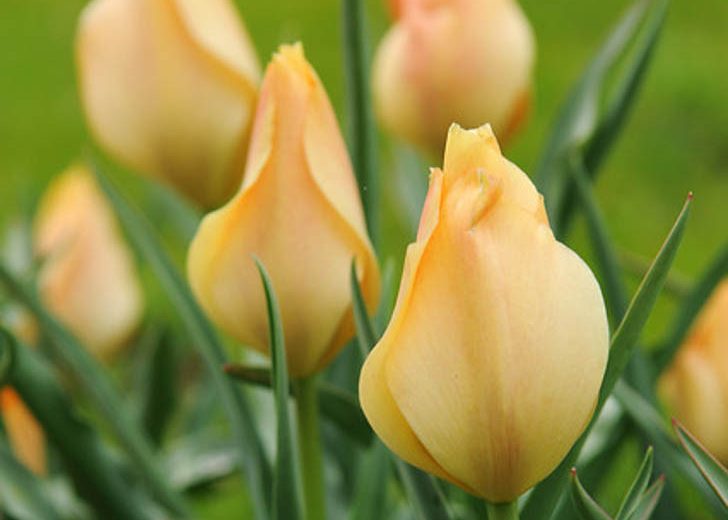 Tulipa batalinii 'Bright Gem' (Botanical Tulip)