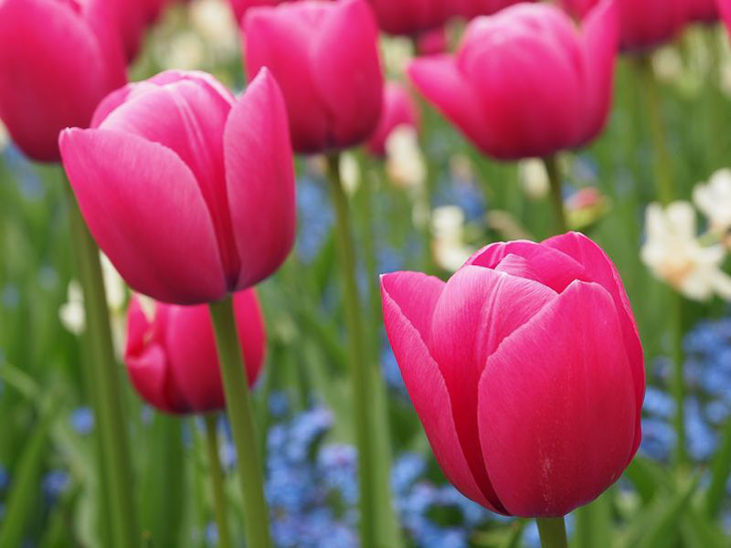 Tulipa 'Christmas Dream' (Single Early Tulip)