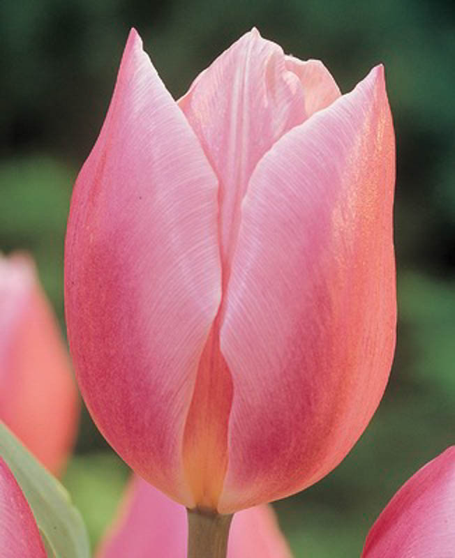 Tulipa 'Early Glory' (Triumph Tulip)