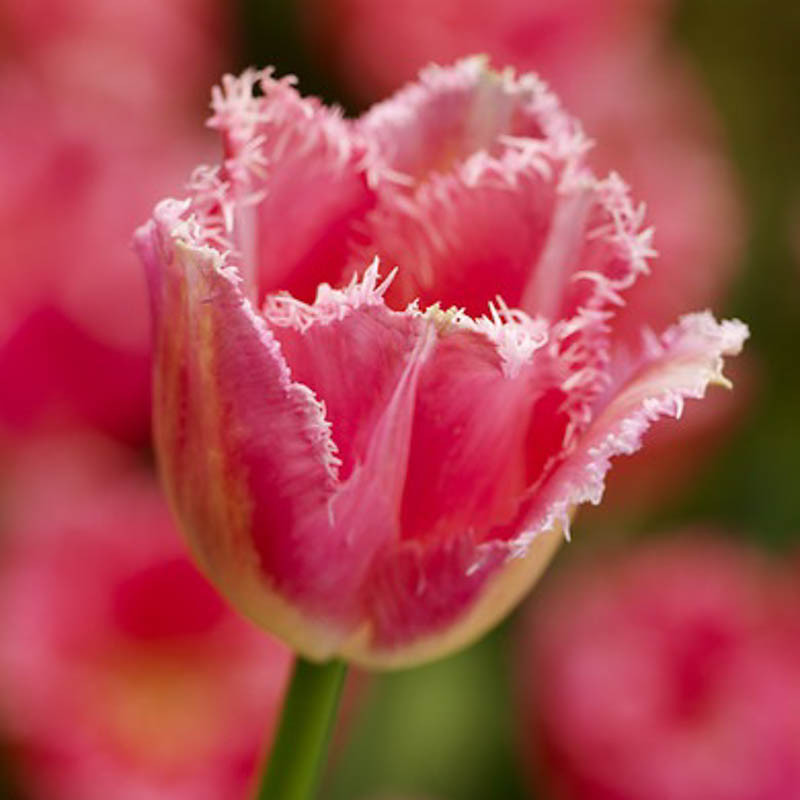 Tulip Purple Frills