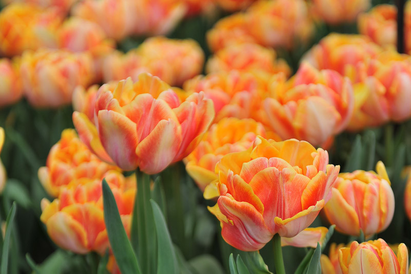 Tulipa 'Foxy Foxtrot' (Double Early Tulip)