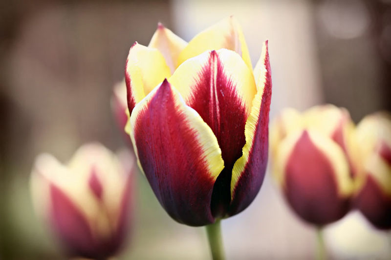 Tulipa 'Gavota' (Triumph Tulip)