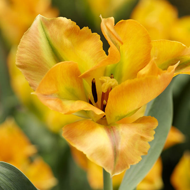 Tulipa 'Golden Artist' (Viridiflora Tulip)