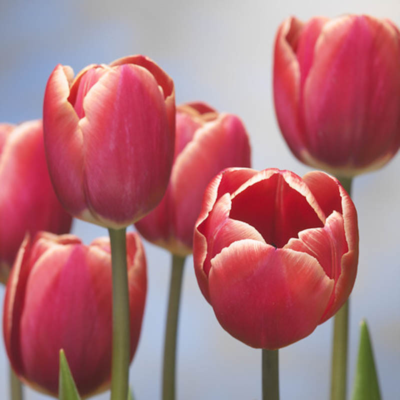 Tulipa 'Kung Fu' (Triumph Tulip)